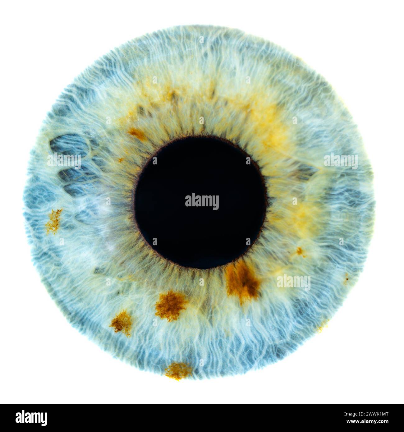 Description: Macro photo of human eye on white background. Close-up of ...