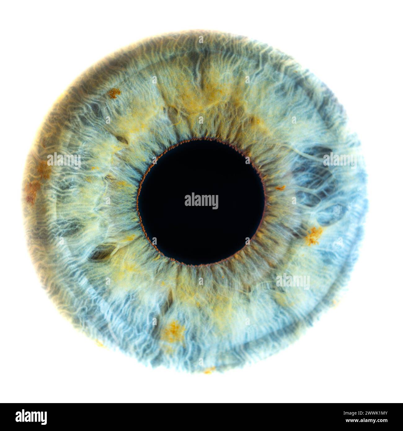 Description: Macro photo of human eye on white background. Close-up of ...