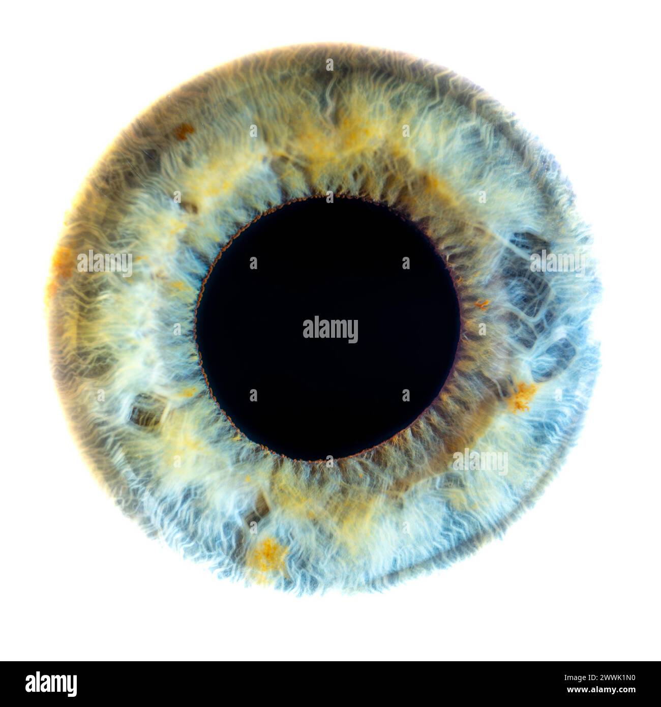 Human eye close up wide pupil Cut Out Stock Images & Pictures - Alamy