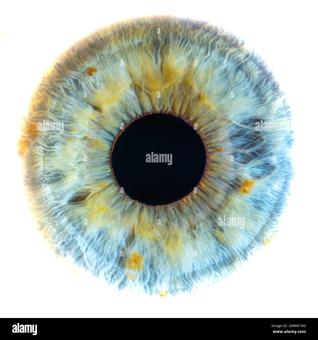 Description: Macro photo of human eye on white background. Close-up of ...