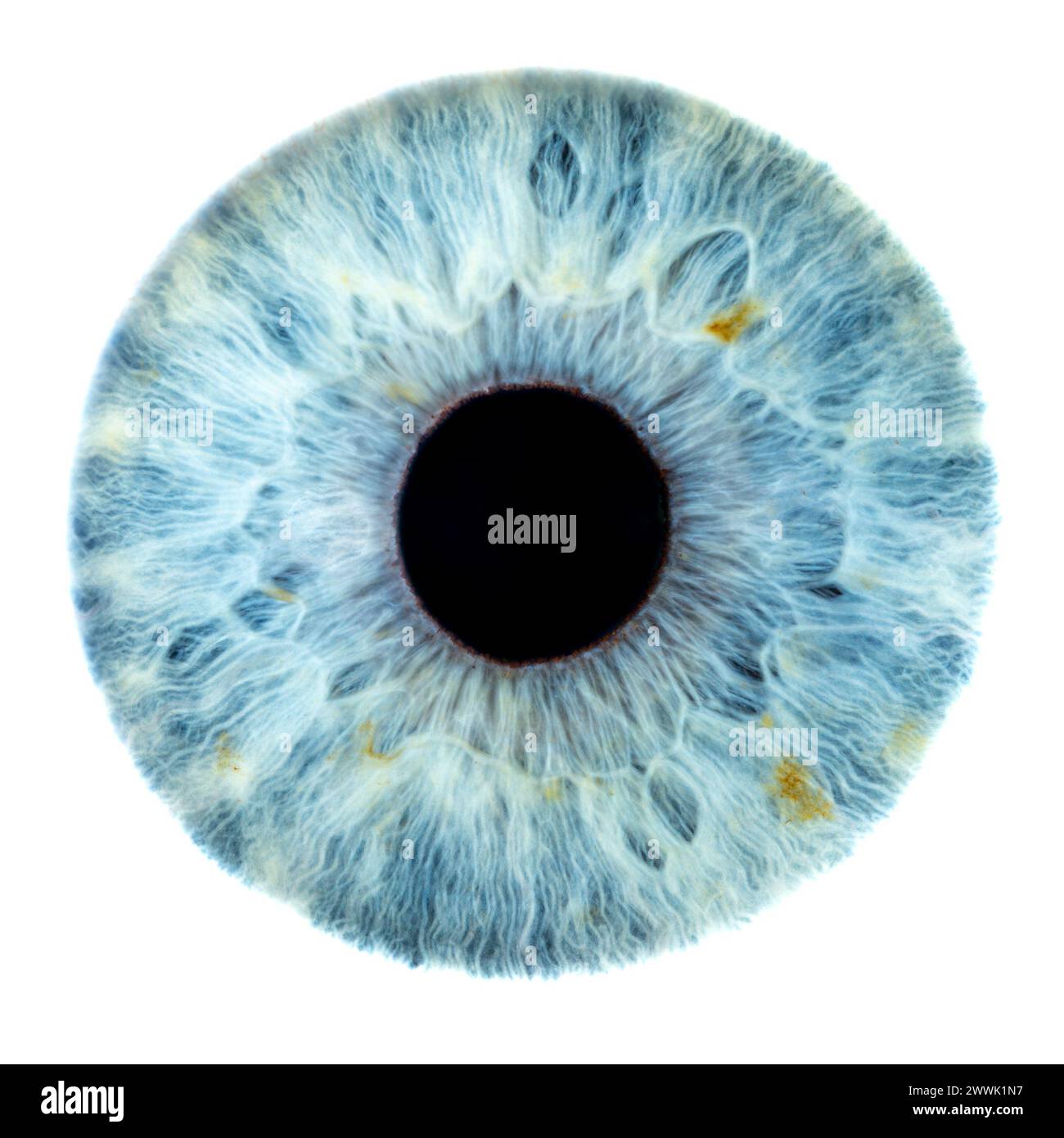 Description: Macro photo of human eye on white background. Close-up of ...