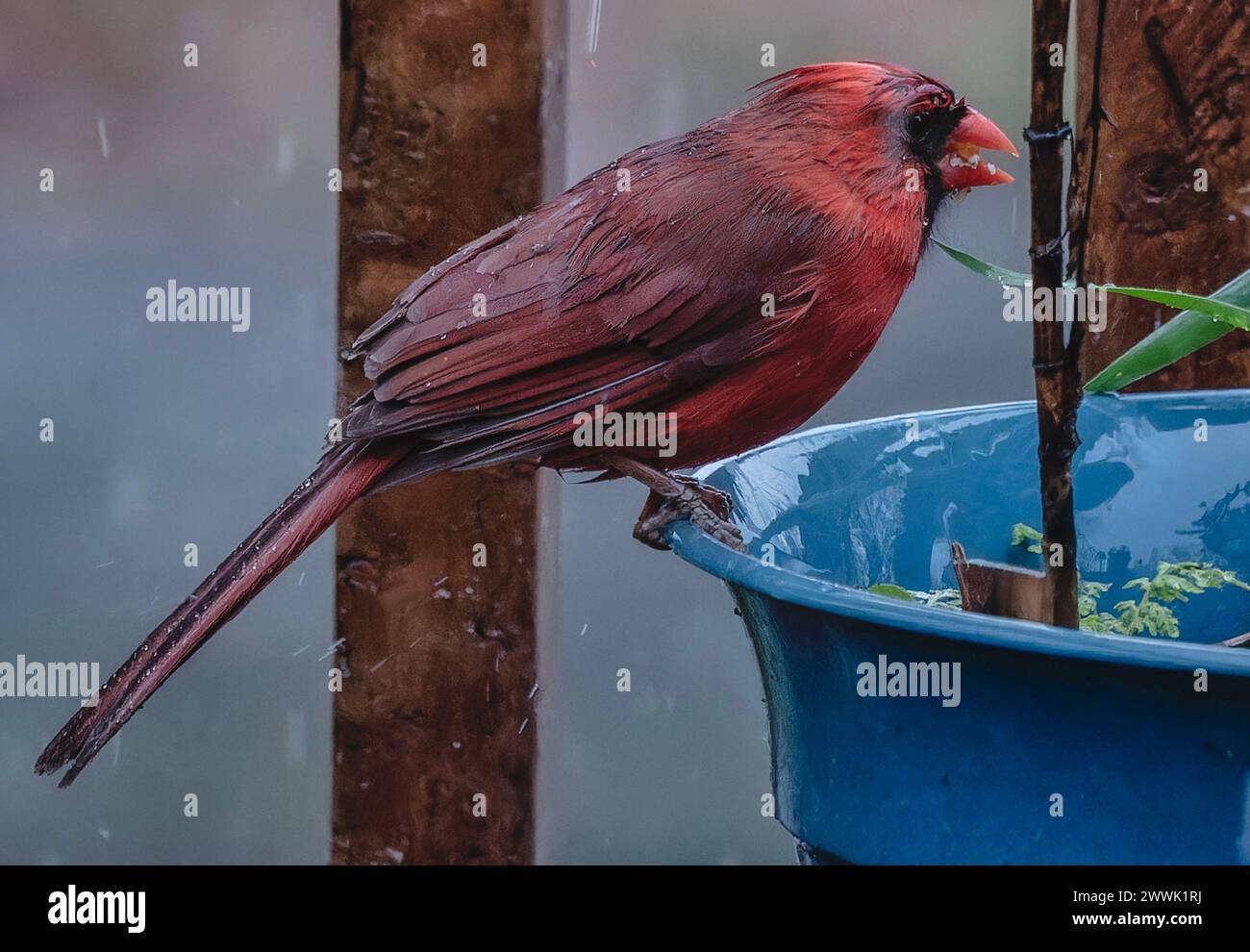 Northern cardinal on the deck in the rain Stock Photo - Alamy