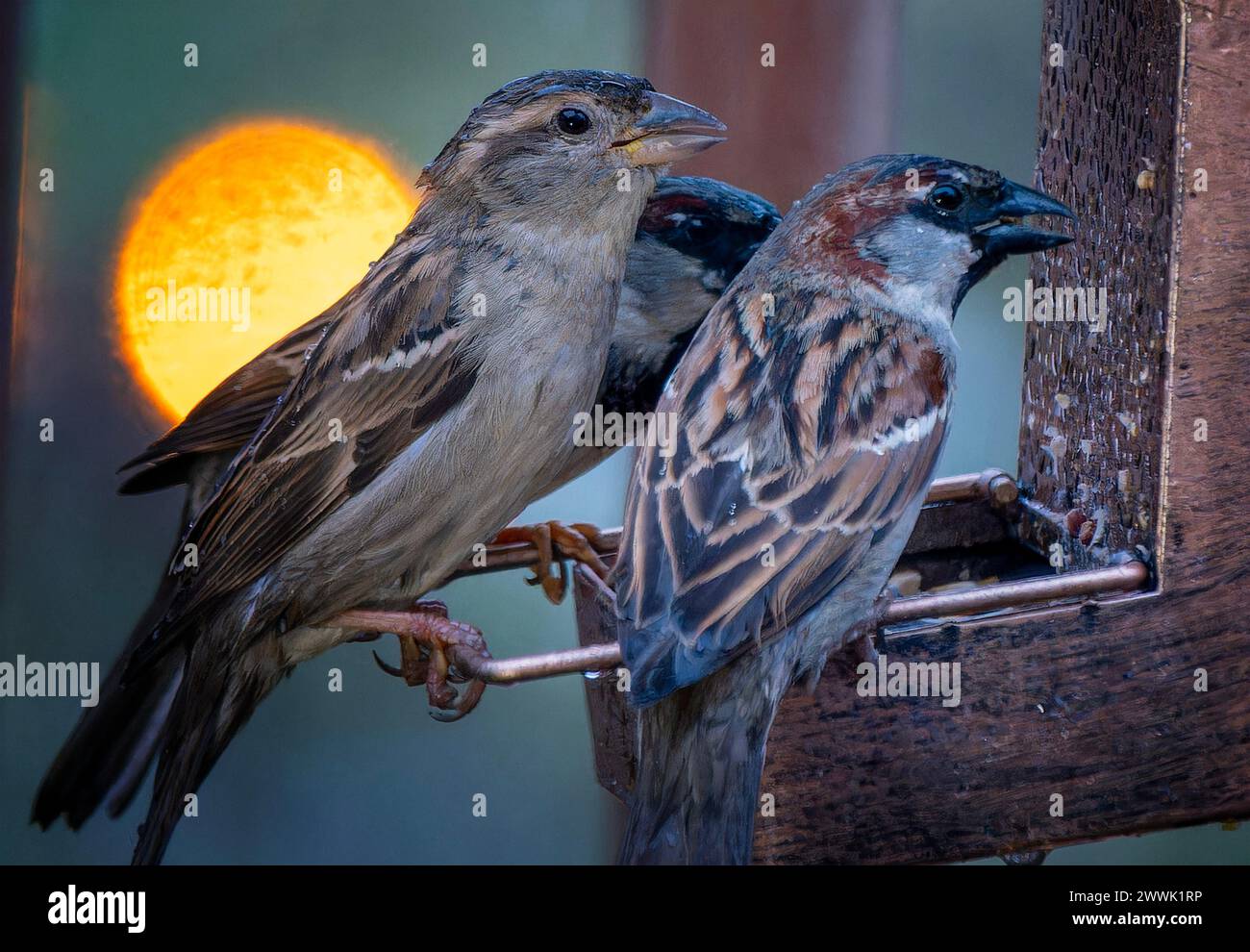 Wet Sparrows at the bird feeder in the rain Stock Photo - Alamy