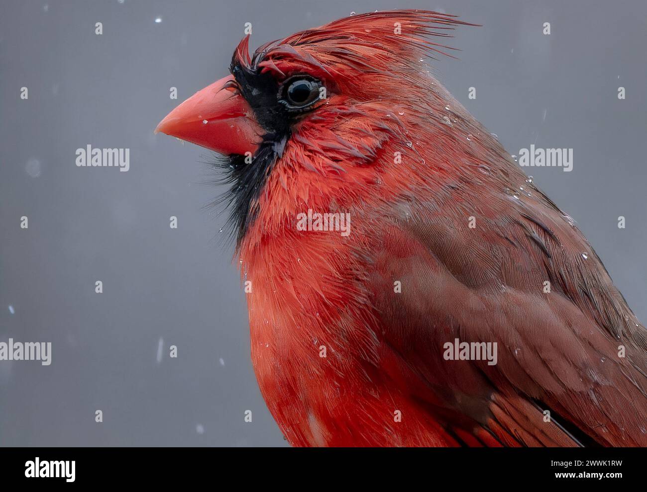 Northern cardinal on the deck in the rain Stock Photo - Alamy