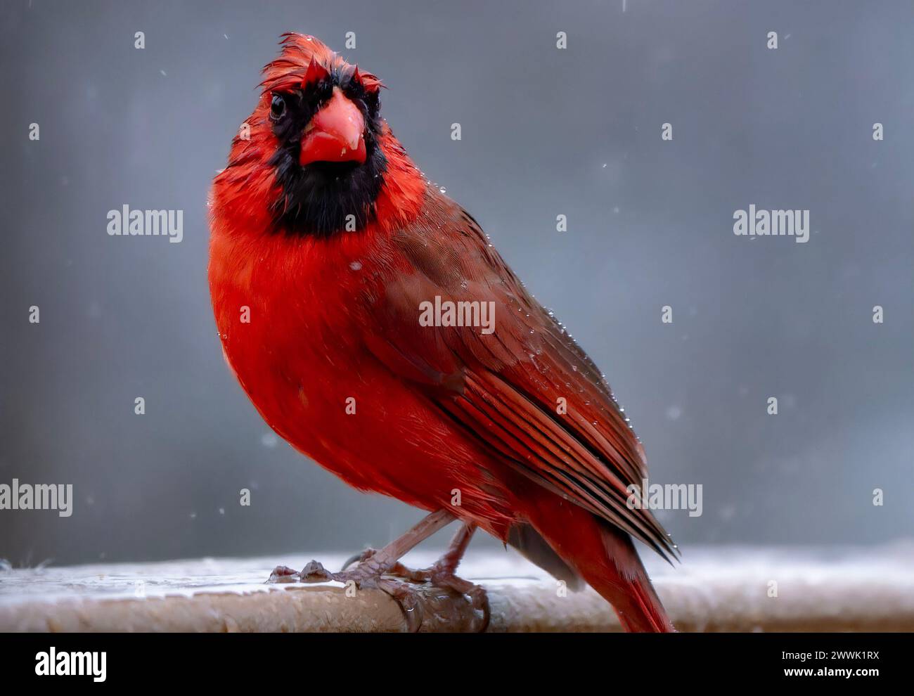 Northern cardinal on the deck in the rain Stock Photo - Alamy