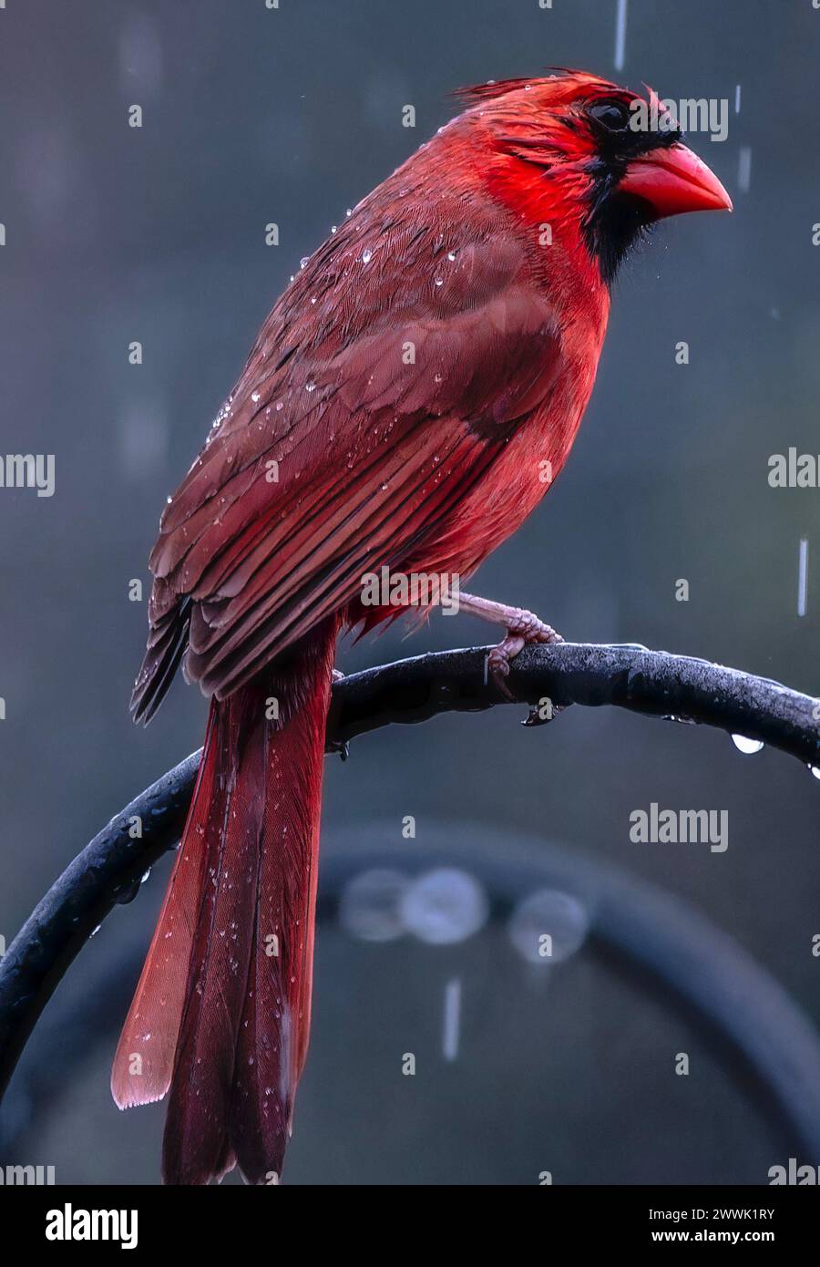 Northern cardinal on the deck in the rain Stock Photo - Alamy