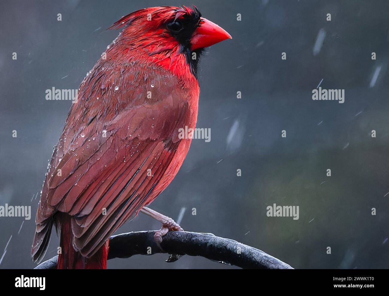 Wet northern cardinal hi-res stock photography and images - Alamy