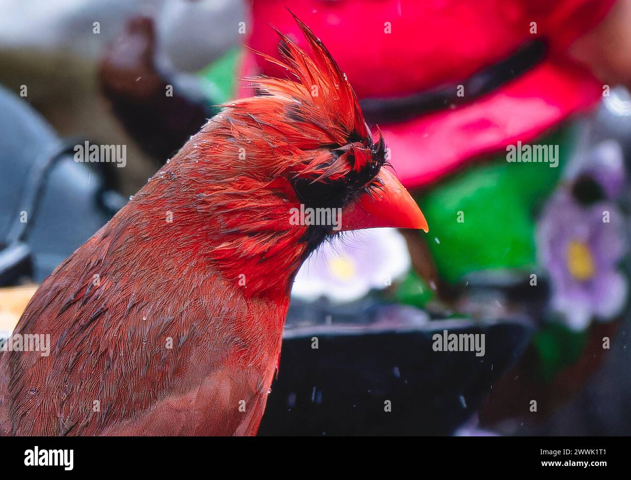 Northern cardinal on the deck in the rain Stock Photo - Alamy