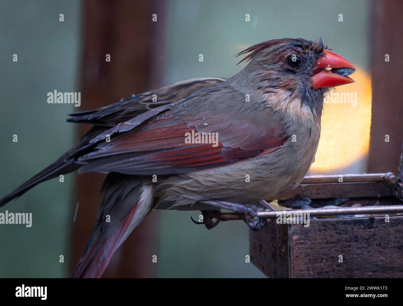 Northern cardinal on the deck in the rain Stock Photo - Alamy