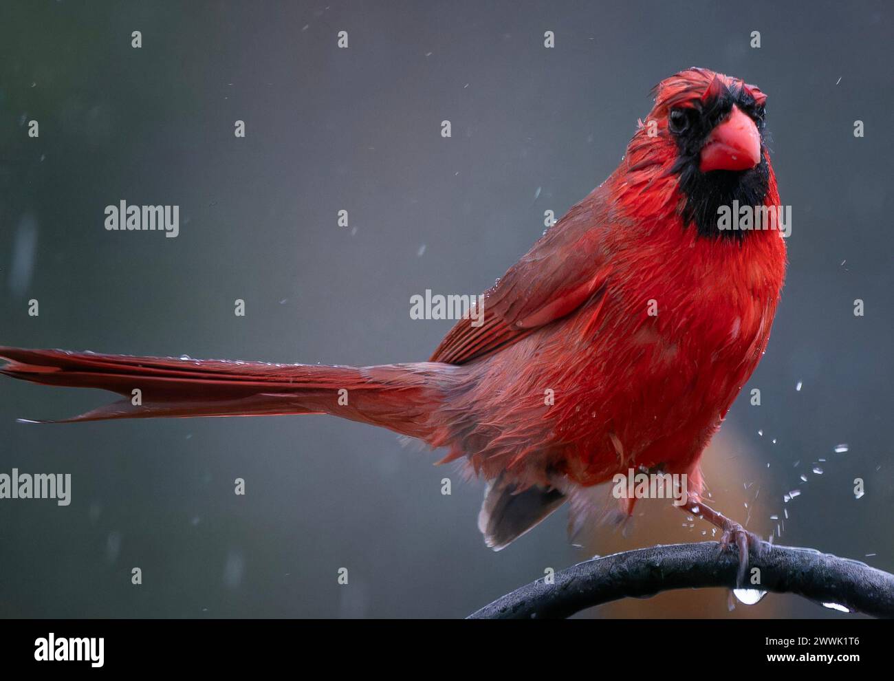 Northern cardinal on the deck in the rain Stock Photo - Alamy