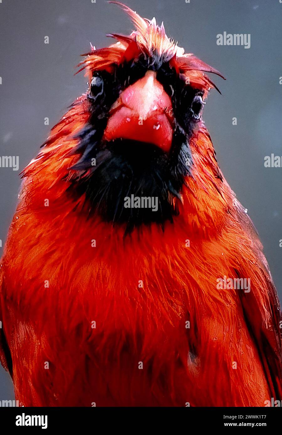 Northern cardinal on the deck in the rain Stock Photo - Alamy