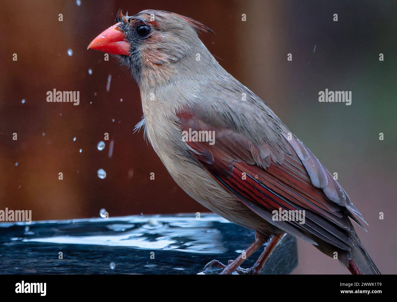 Northern cardinal on the deck in the rain Stock Photo - Alamy