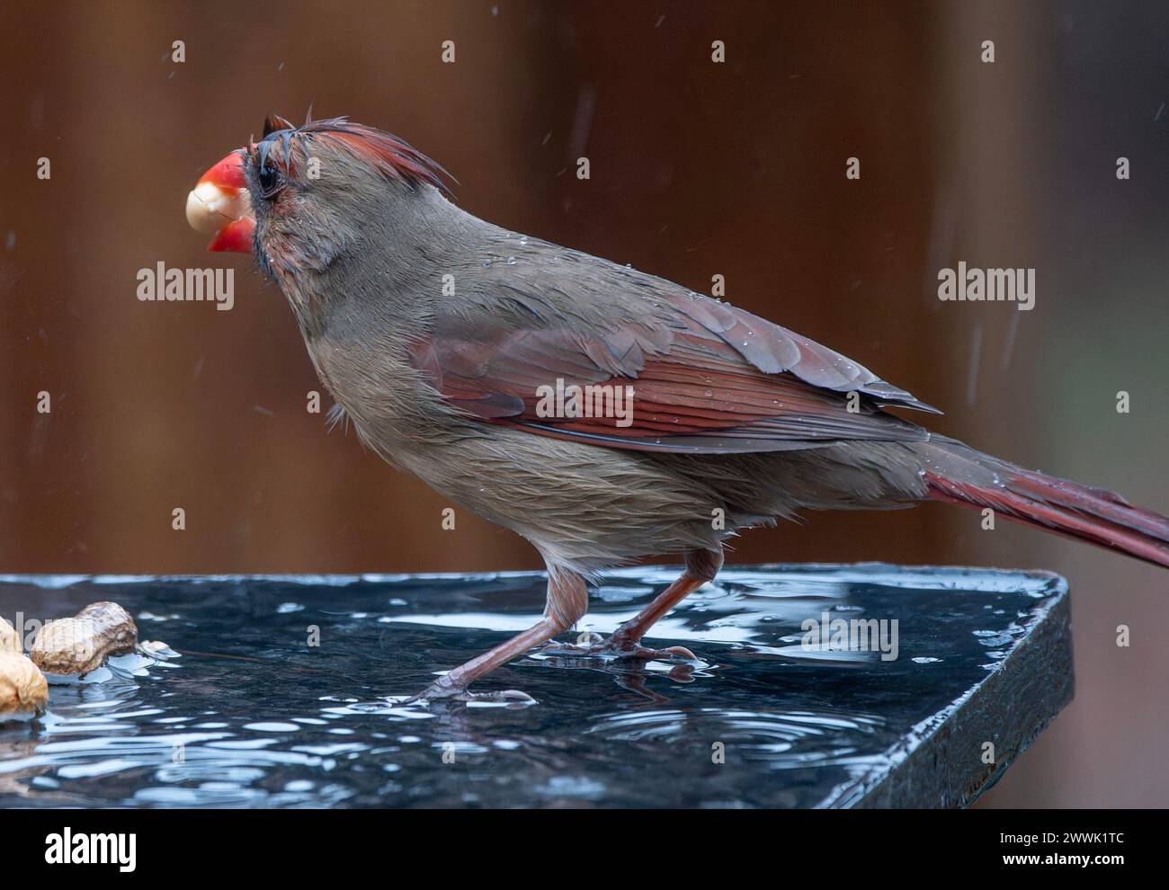 Northern cardinal on the deck in the rain Stock Photo - Alamy