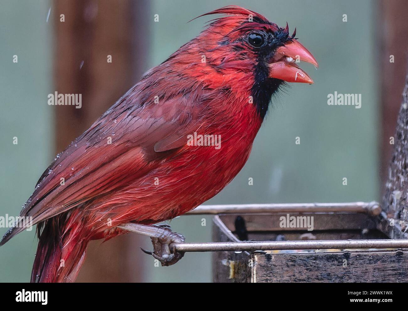 Northern cardinal on the deck in the rain Stock Photo - Alamy