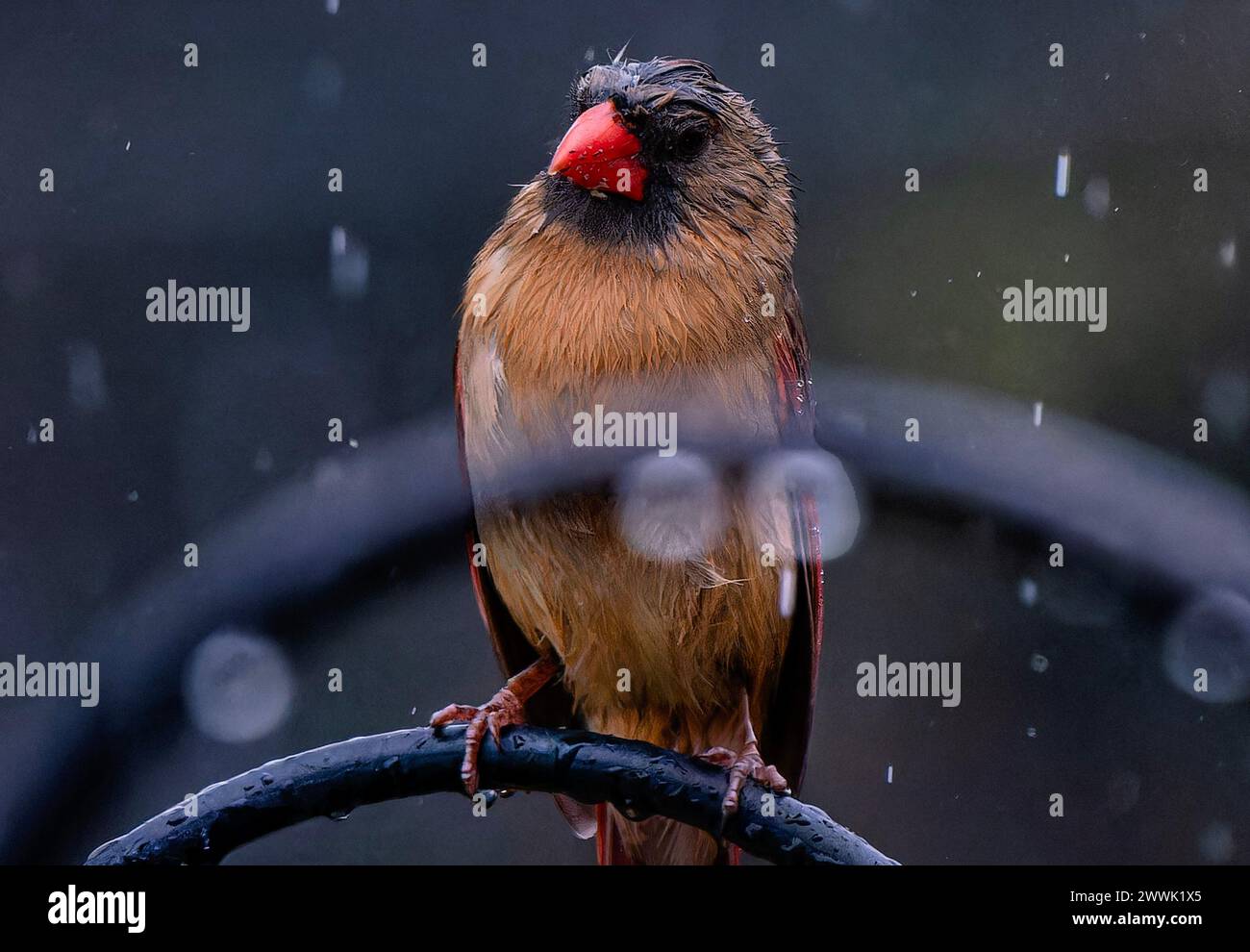 Northern cardinal on the deck in the rain Stock Photo - Alamy