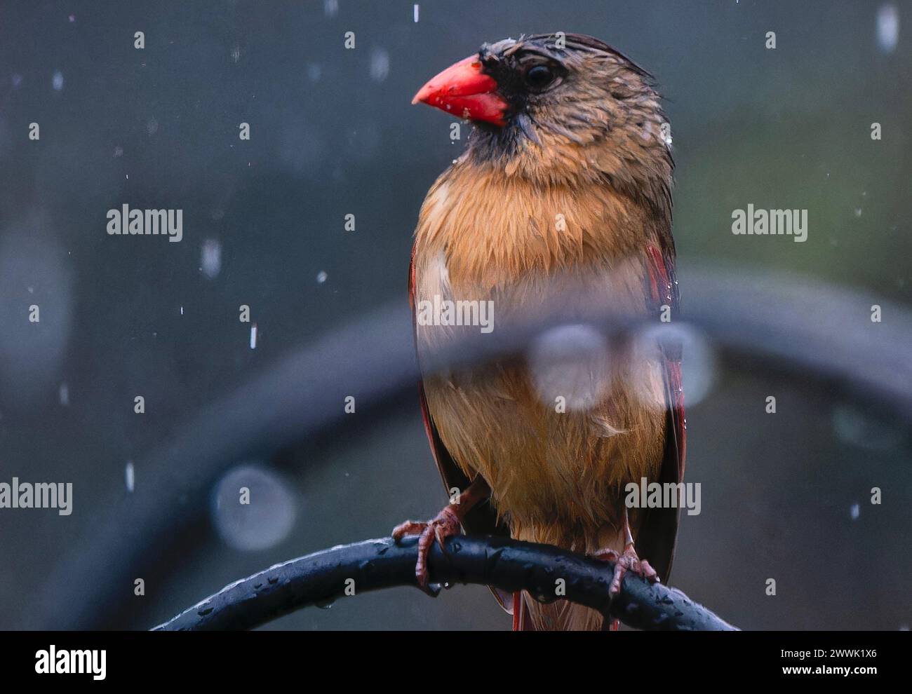 Northern cardinal on the deck in the rain Stock Photo - Alamy