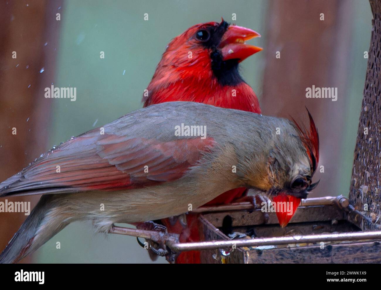 Wet northern cardinal hi-res stock photography and images - Alamy