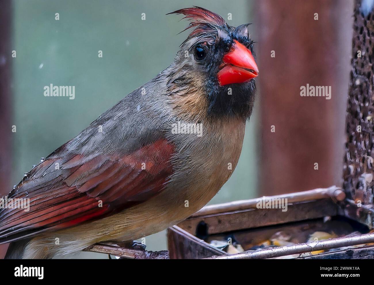 Northern cardinal on the deck in the rain Stock Photo - Alamy