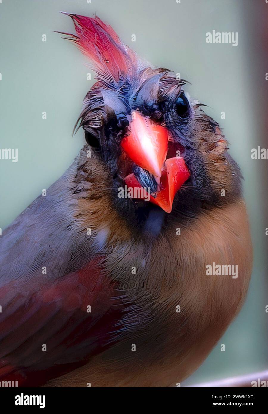 Northern cardinal on the deck in the rain Stock Photo - Alamy