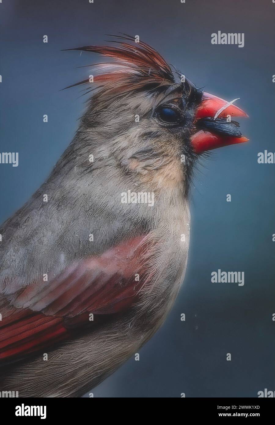 Northern cardinal on the deck in the rain Stock Photo - Alamy