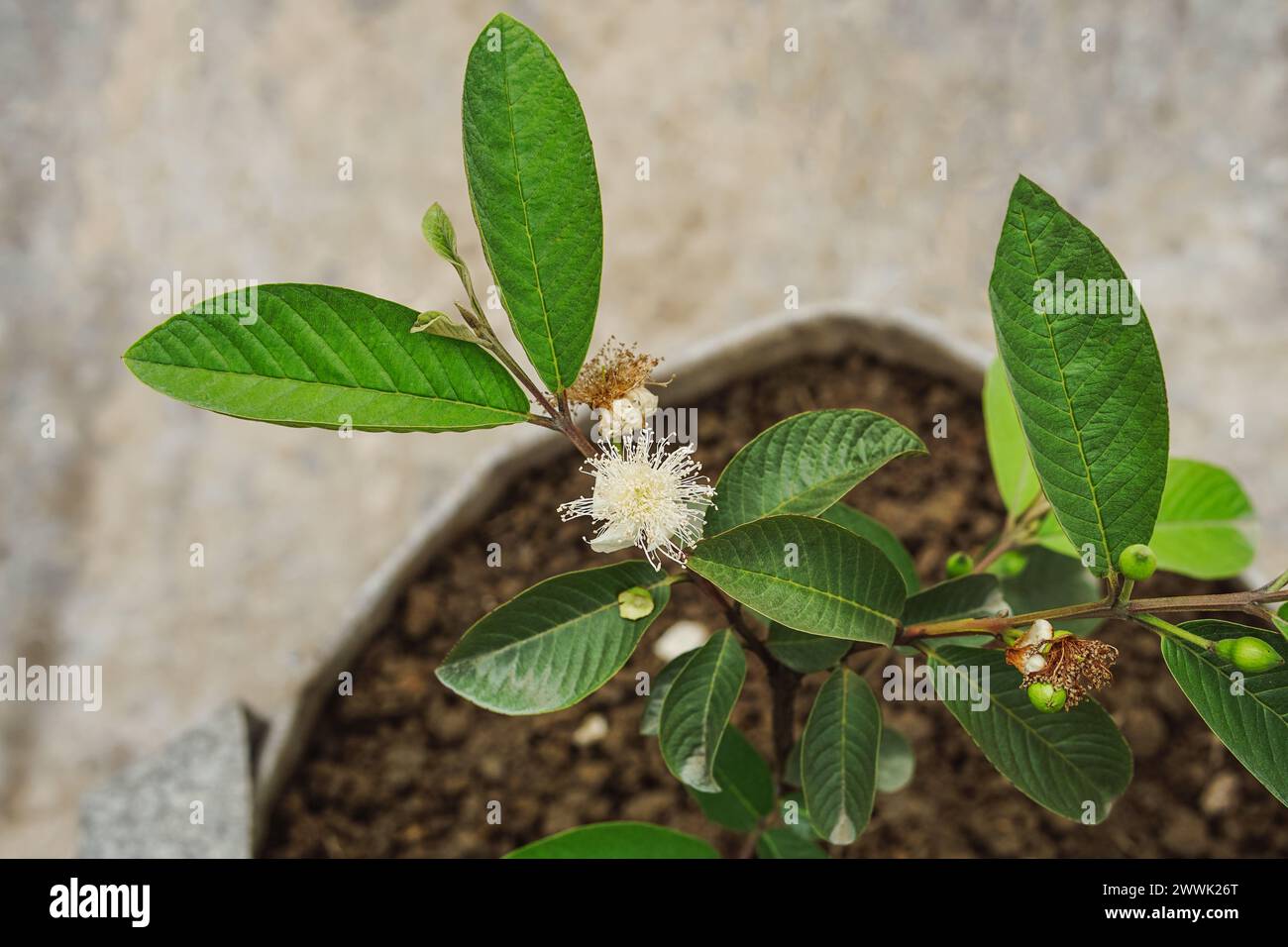 Grafting guava tree hi-res stock photography and images - Alamy