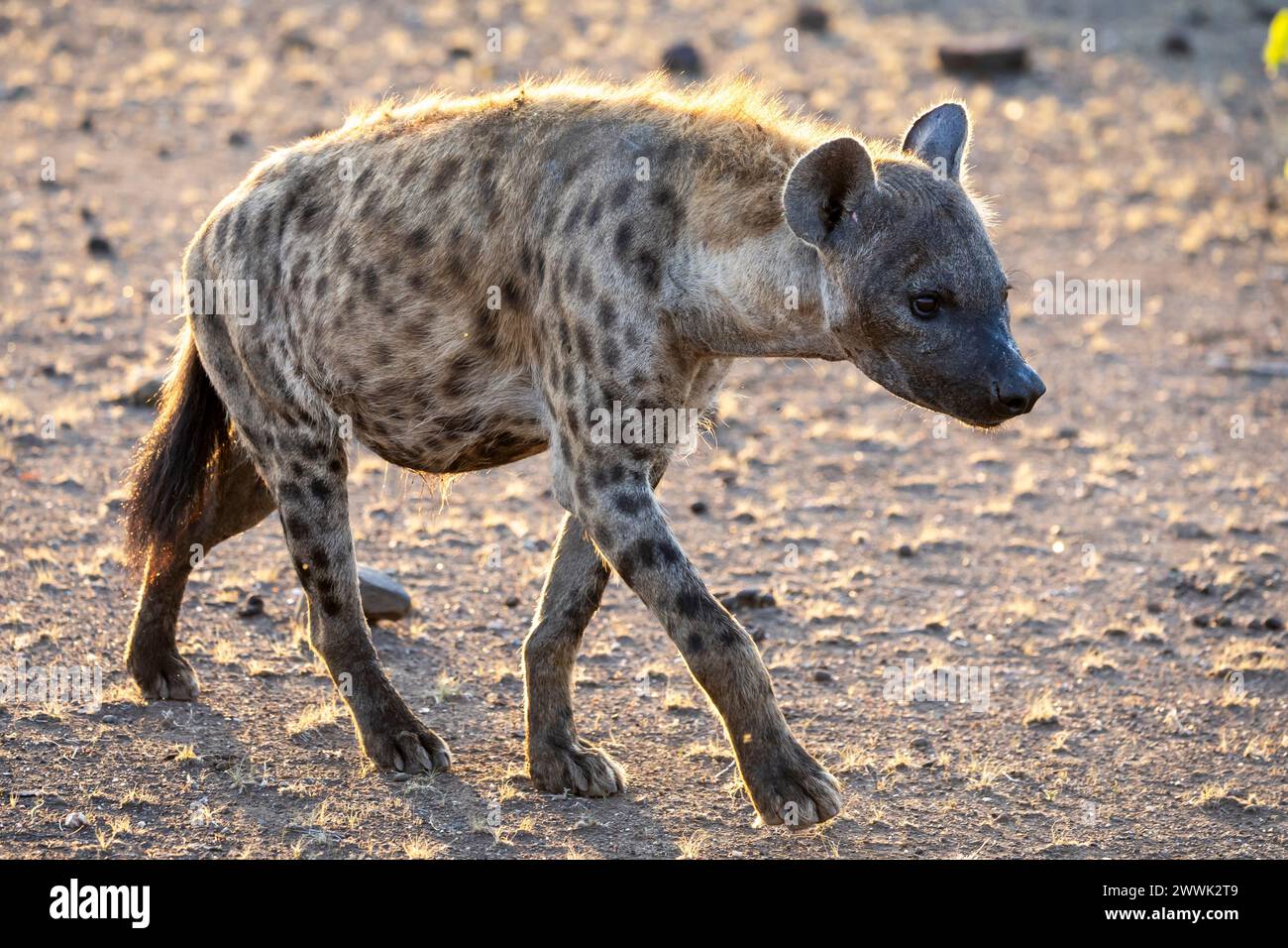 Spotted Hyena in Botswana, Africa Stock Photo - Alamy