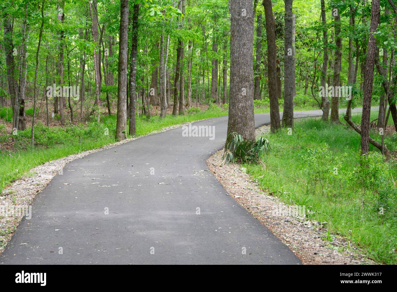 Running Trail in the forrest woodlands Stock Photo - Alamy