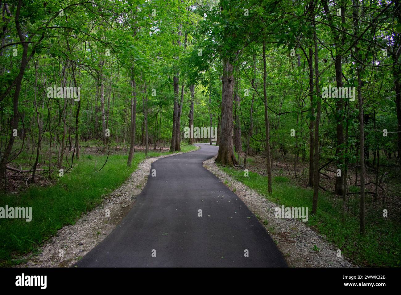 Winding Road in Forrest also a running or walking trail Stock Photo - Alamy