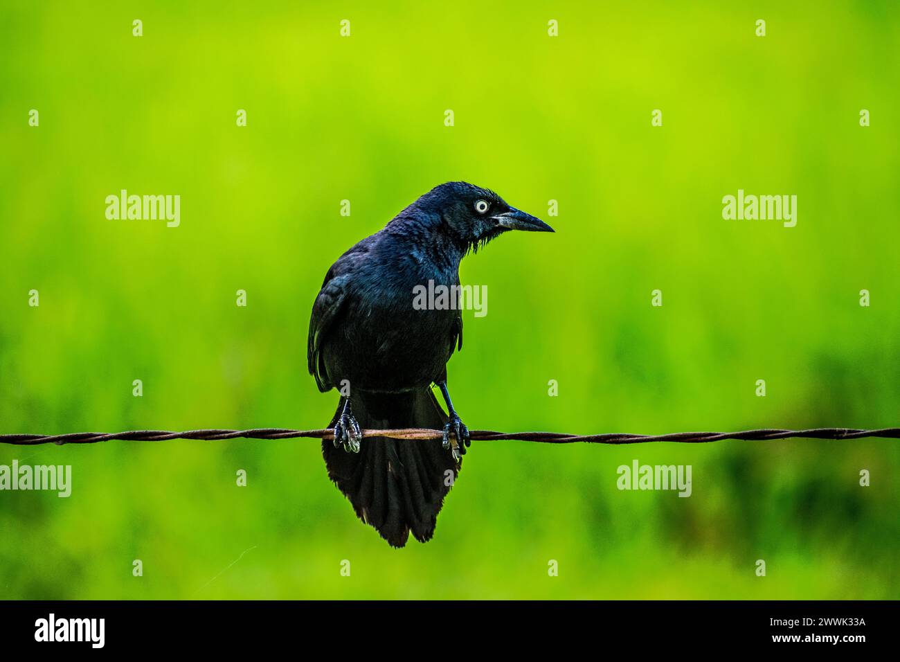 Black Bird Sparrow Raven Crow on a Wire Head turned sideway Stock Photo ...