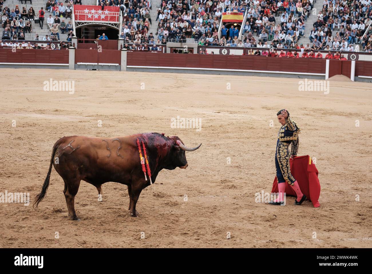 the bullfighter Octavio Chacón during the bullfight of Corrida Toros de ...