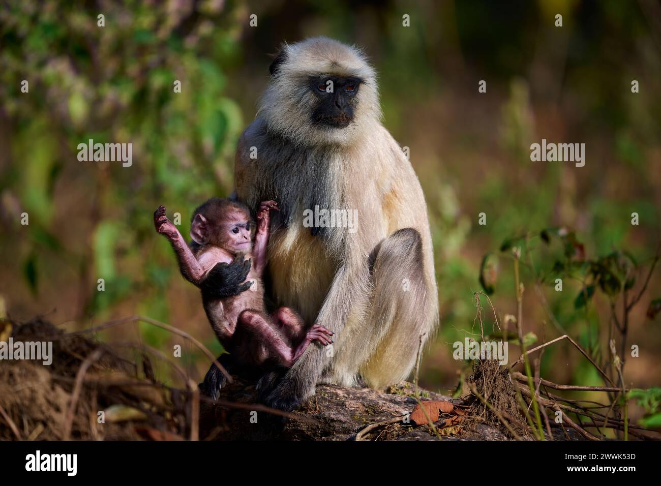 Silly baby gray langur monkey with his mother, Kanha National Park ...