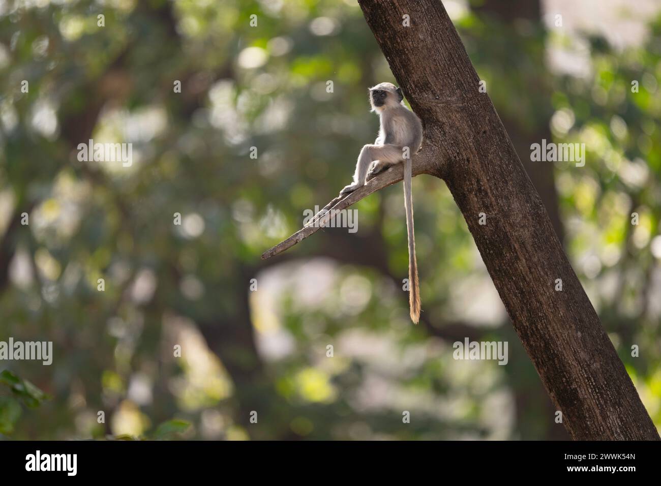 Baby gray langur monkey sitting on the branch of a tree, Kanha National ...