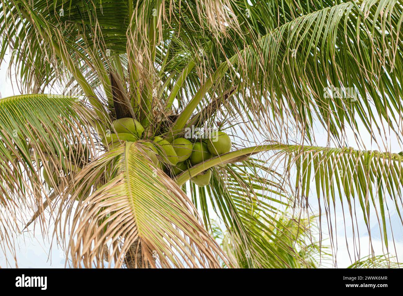 COCO CAY, BAHAMAS - February 1, 2024: Coco Cay is a port located in the ...