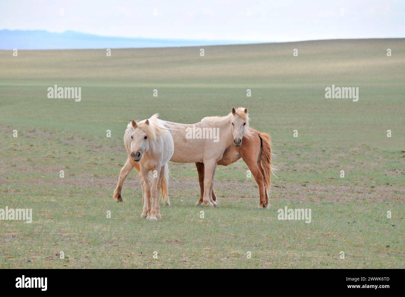 The Mongolian horse - native horse breed of Mongolia Stock Photo - Alamy
