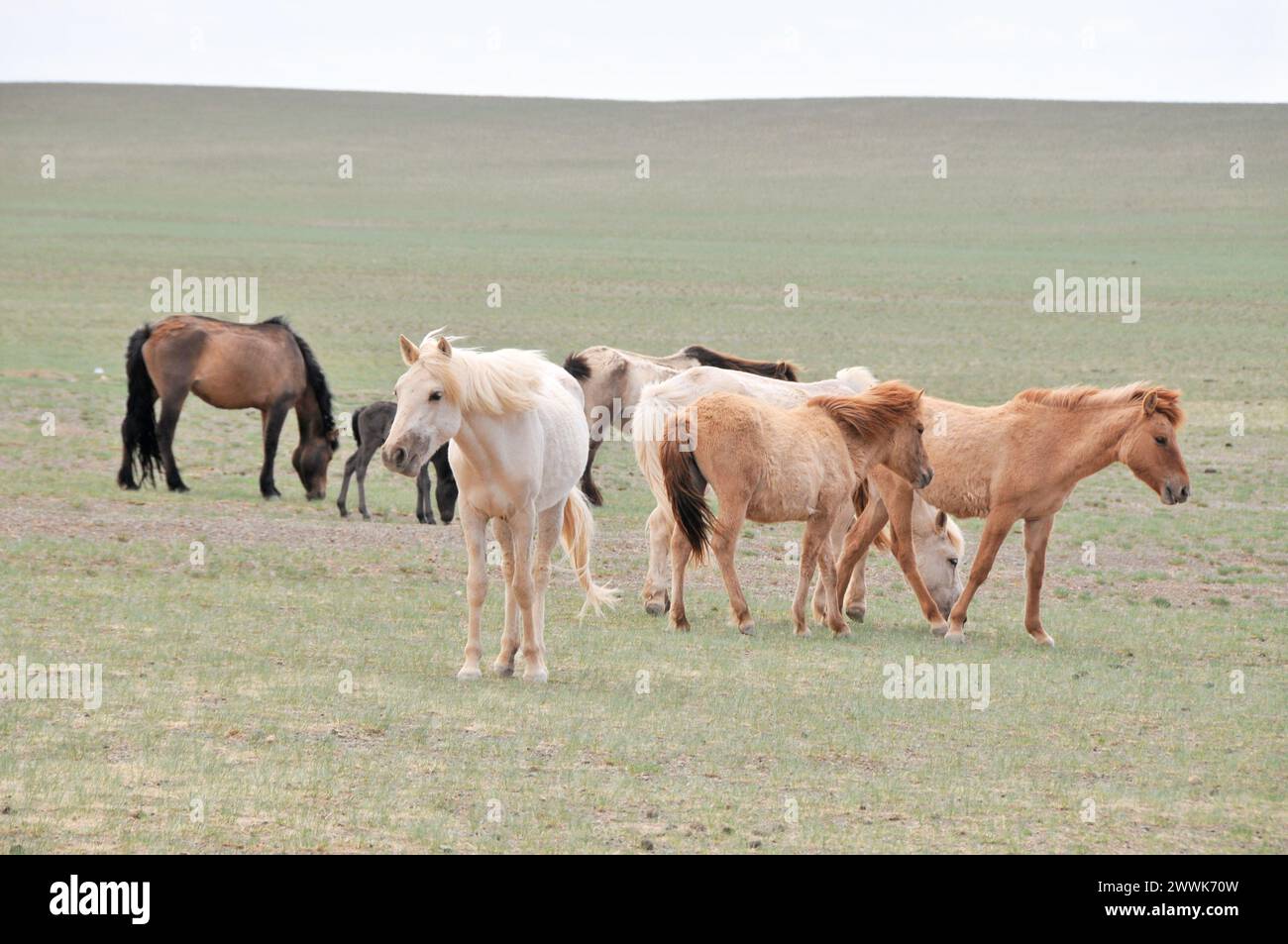 The Mongolian horse - native horse breed of Mongolia Stock Photo - Alamy
