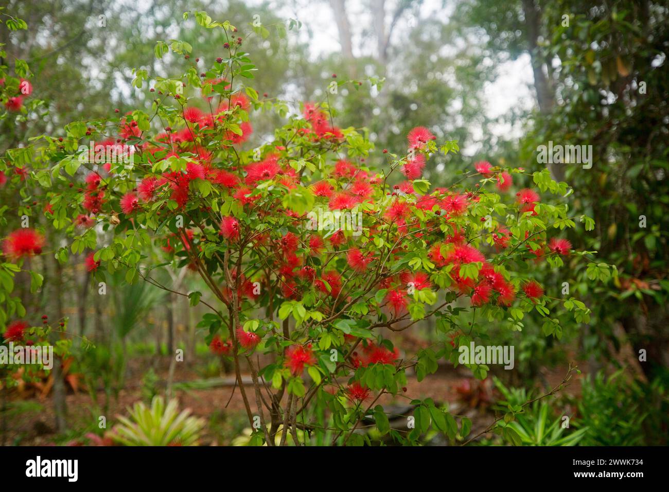 Calliandra 'Blushing Pixie', an evergreen shrub, covered with vivid red ...