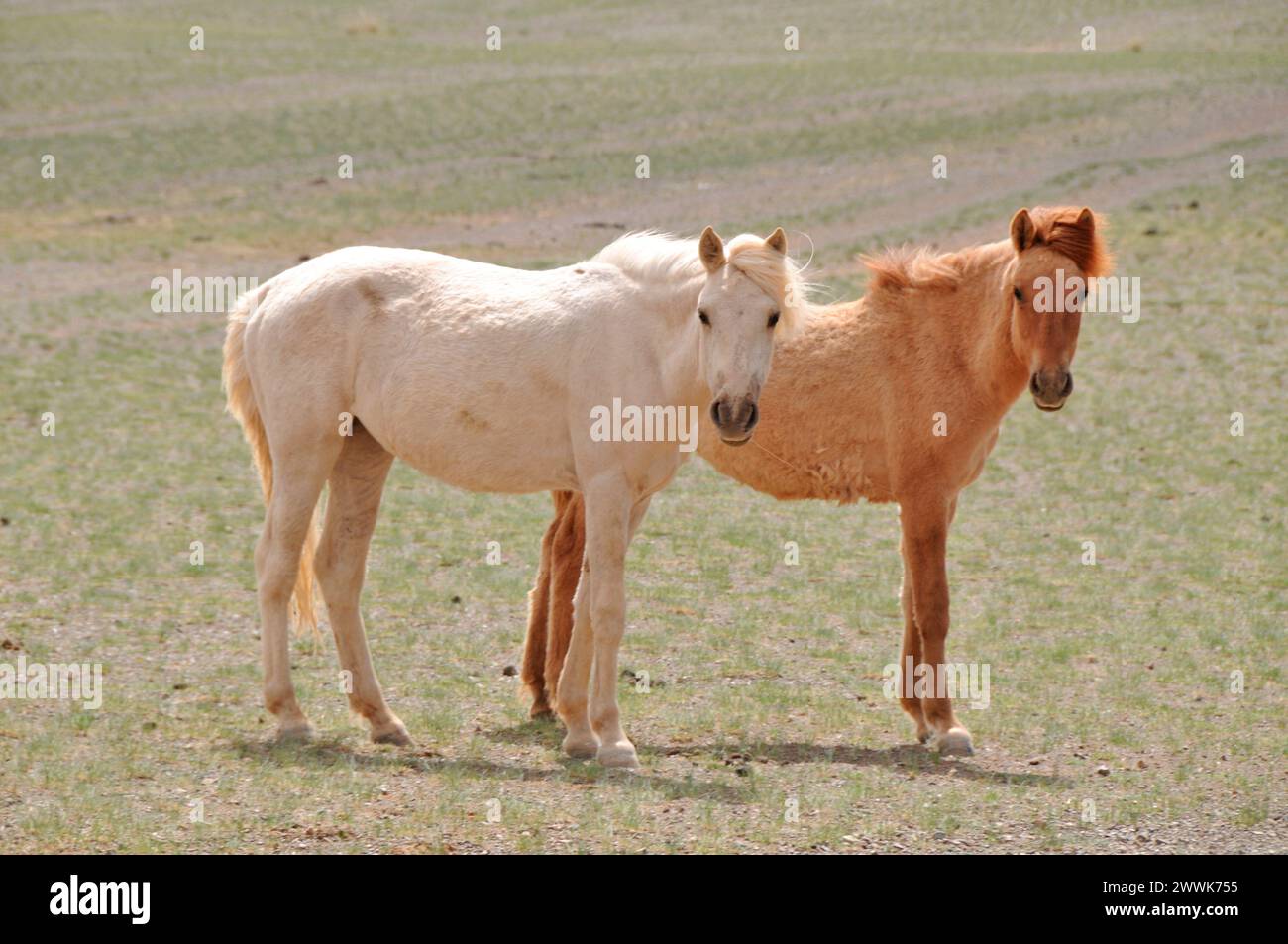 The Mongolian horse - native horse breed of Mongolia Stock Photo - Alamy