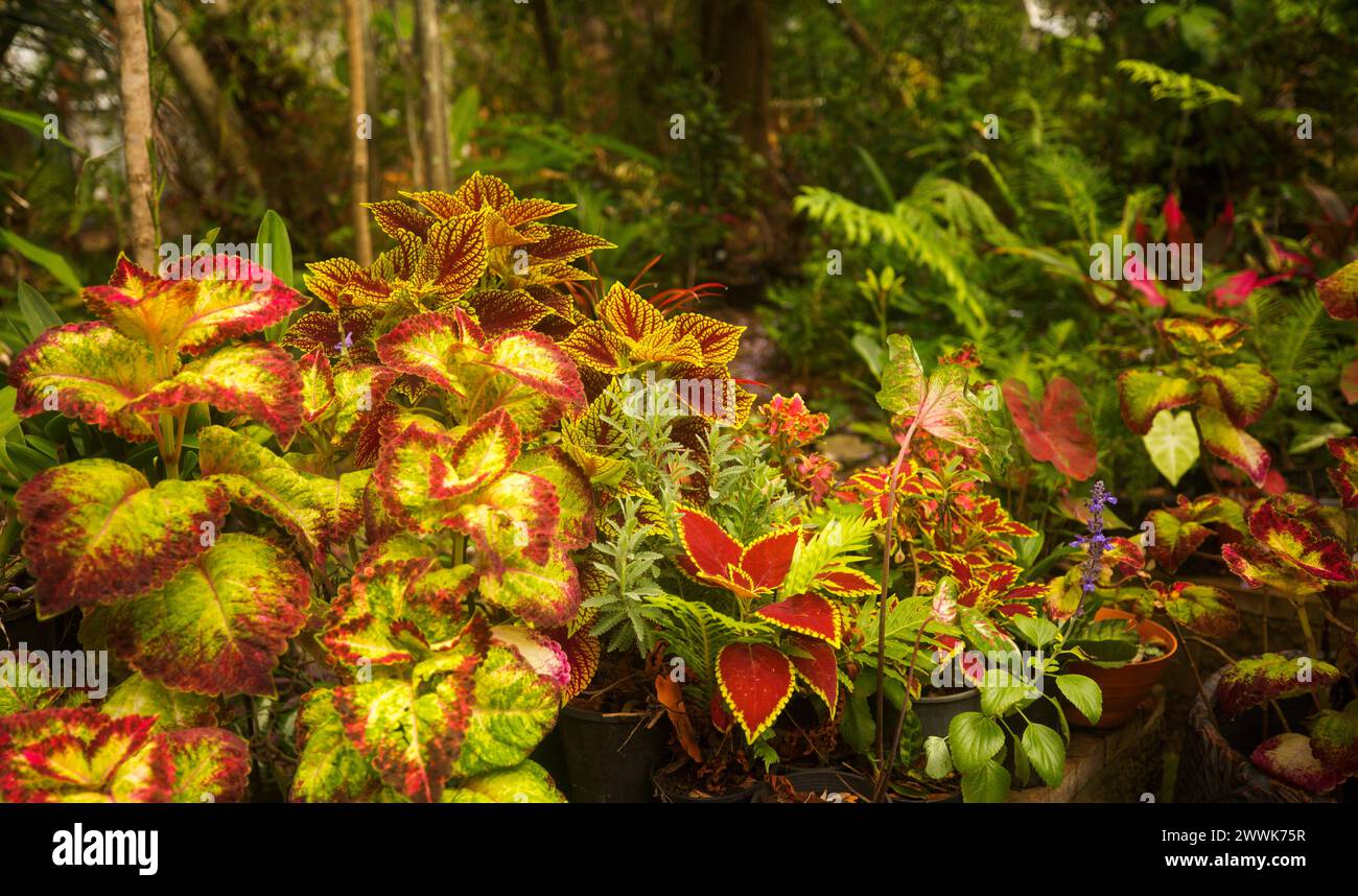 Mass of stunning red and gold foliage of coleus, Solenostemon ...