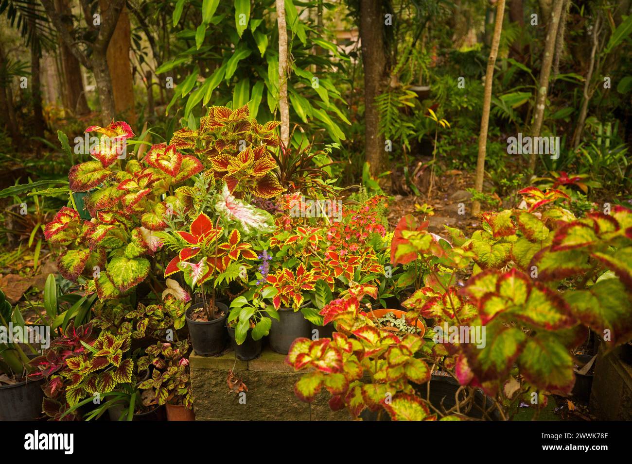 Mass of stunning red and gold foliage of coleus, Solenostemon ...