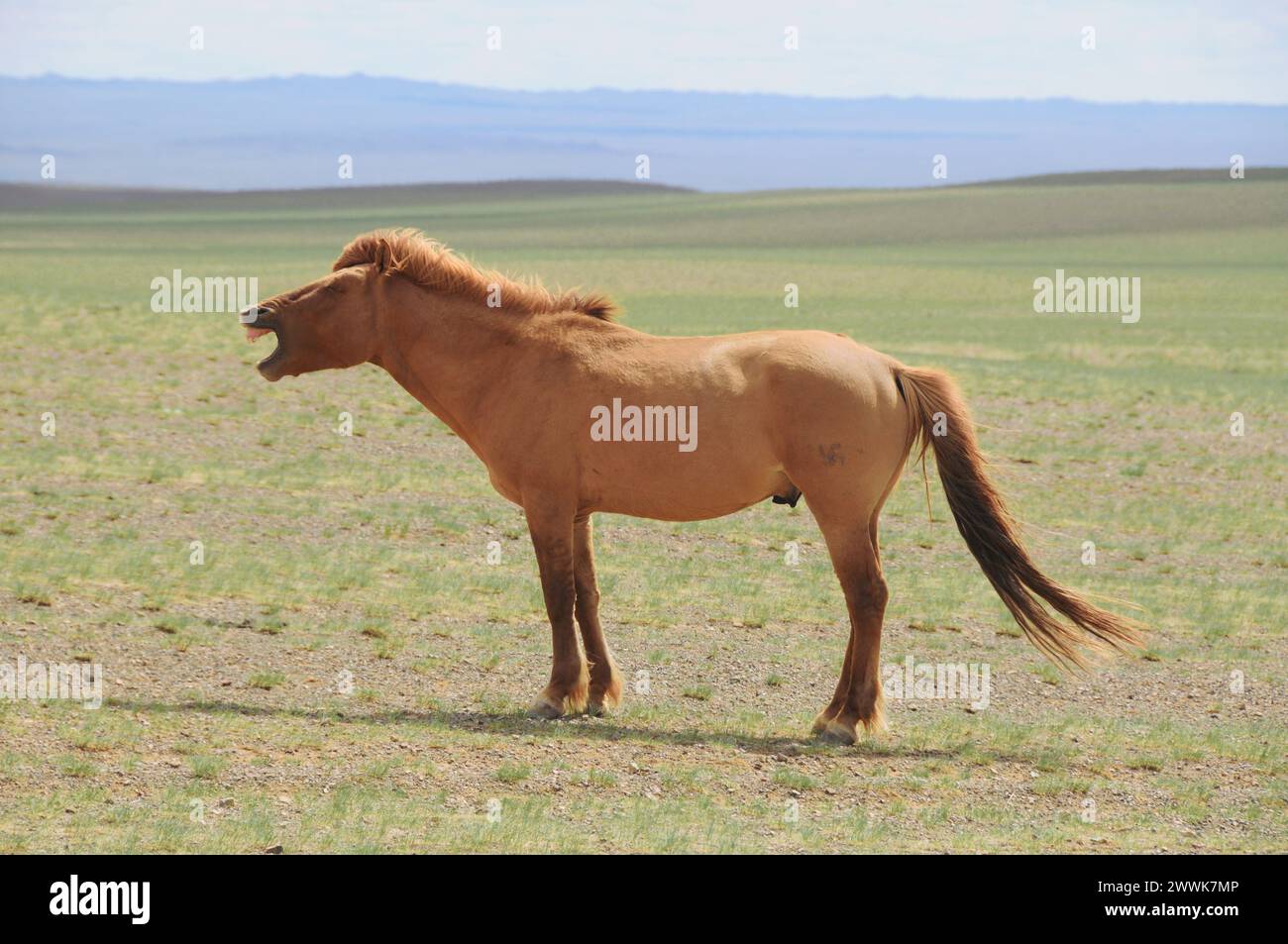 The Mongolian horse - native horse breed of Mongolia Stock Photo - Alamy