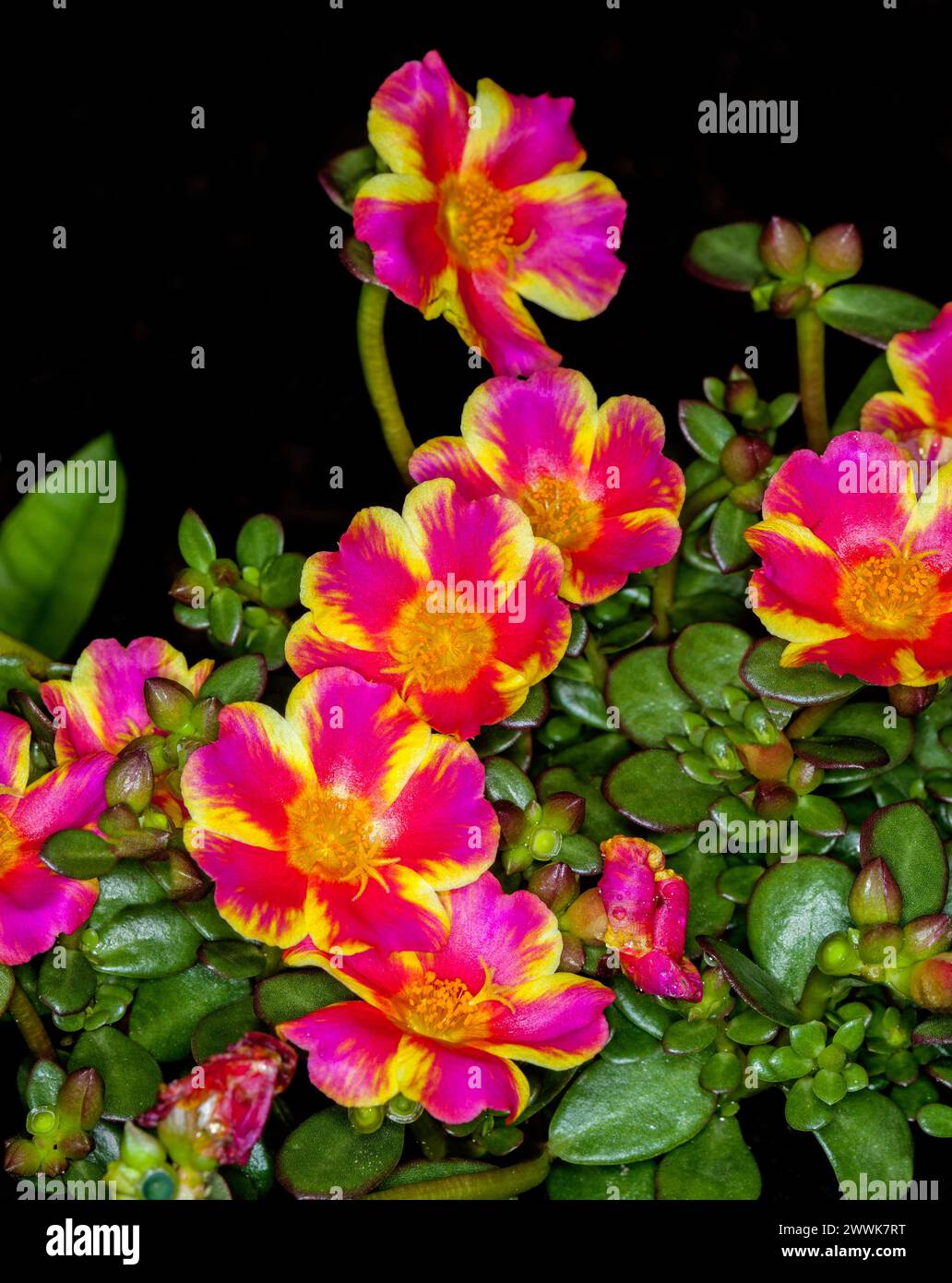 Vivid deep pink and yellow striped flowers and green leaves of ...