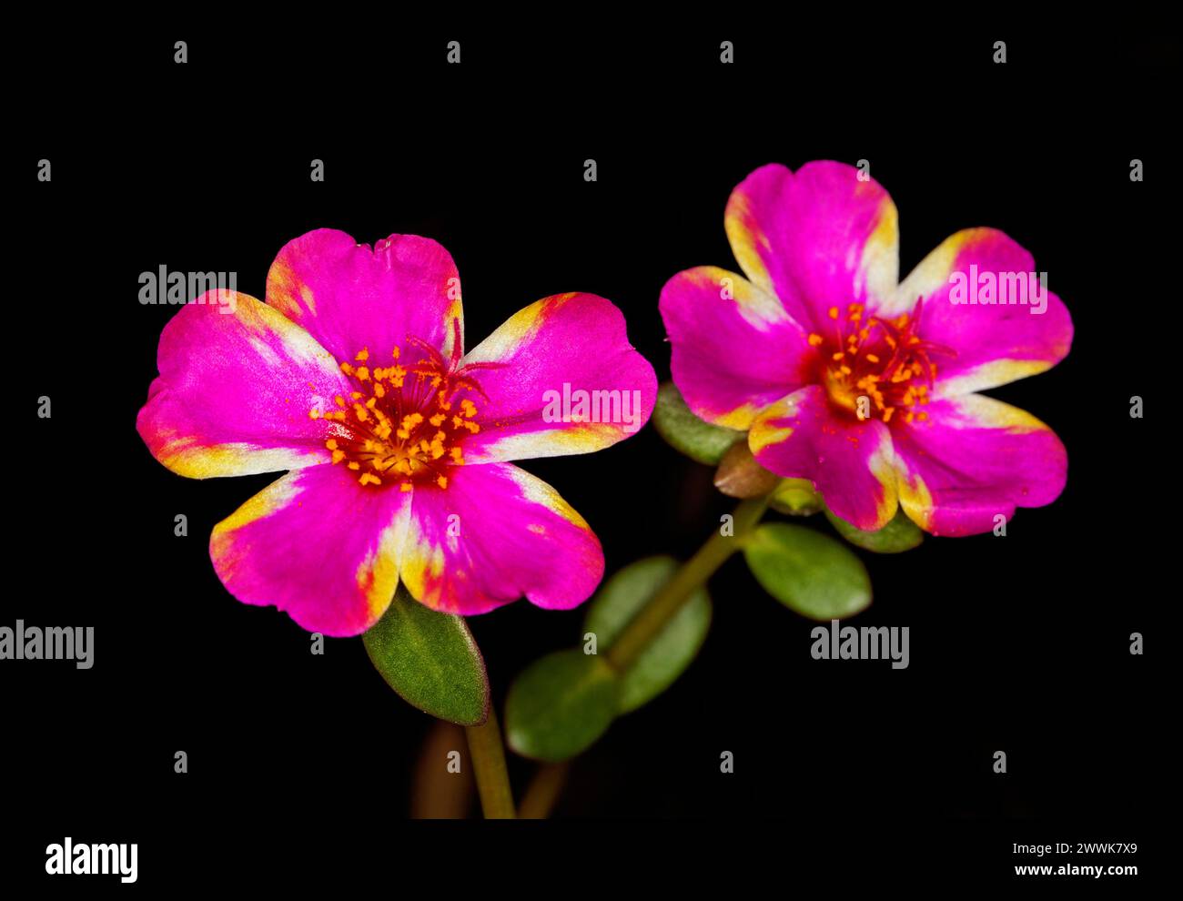 Vivid deep pink and yellow striped flowers and green leaves of ...