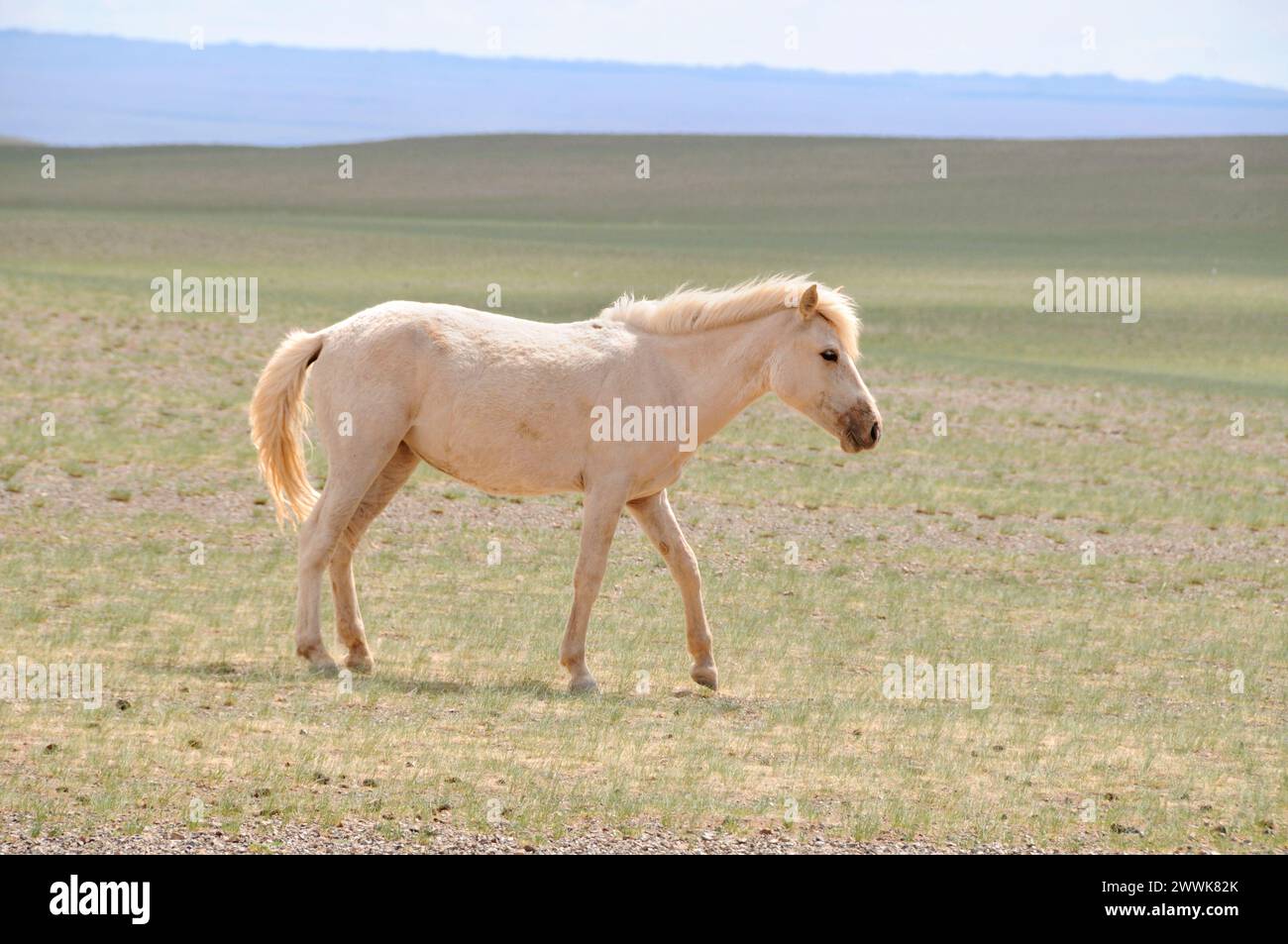 Mongolian pony hi-res stock photography and images - Alamy