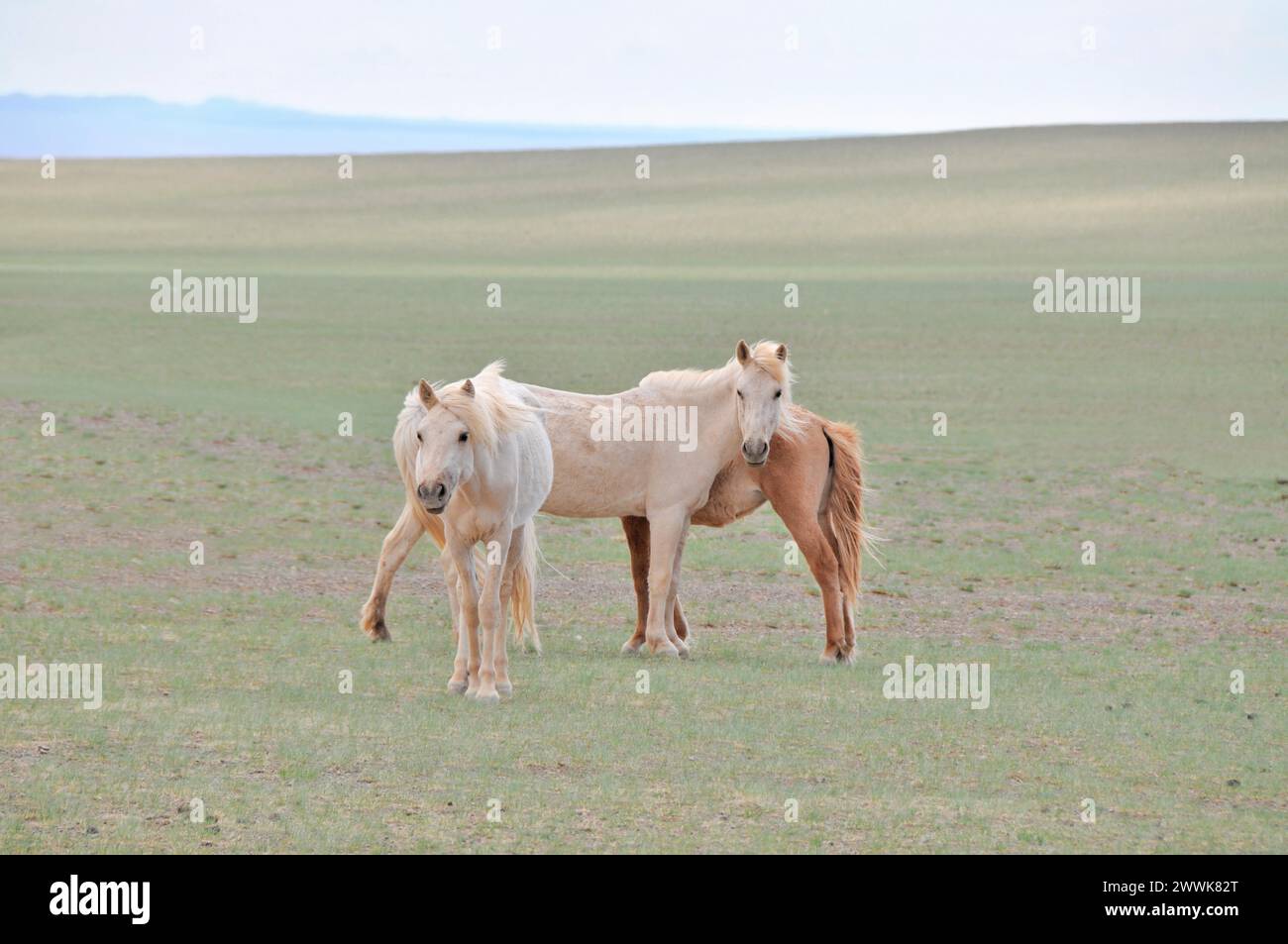 The Mongolian horse - native horse breed of Mongolia Stock Photo - Alamy