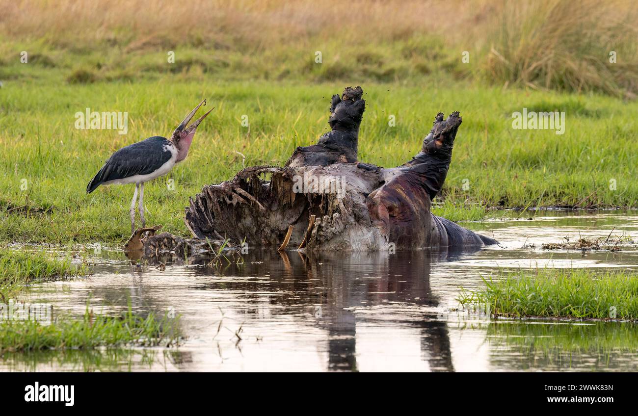 Hippopotamus carcass in river with bird feeding, Botswana, Africa Stock ...