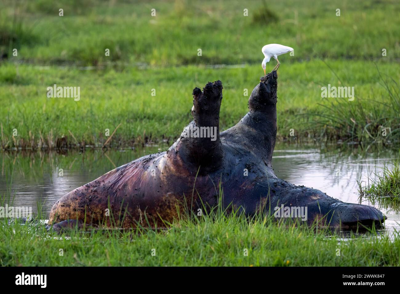 Hippopotamus carcass in river with bird feeding, Botswana, Africa Stock ...