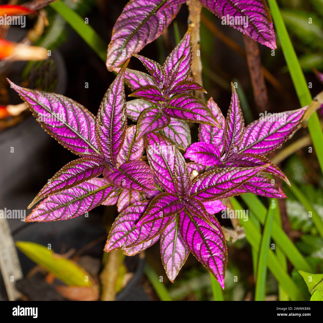 Strobilanthes dyerianus = Persian Shield plant Stock Photo - Alamy