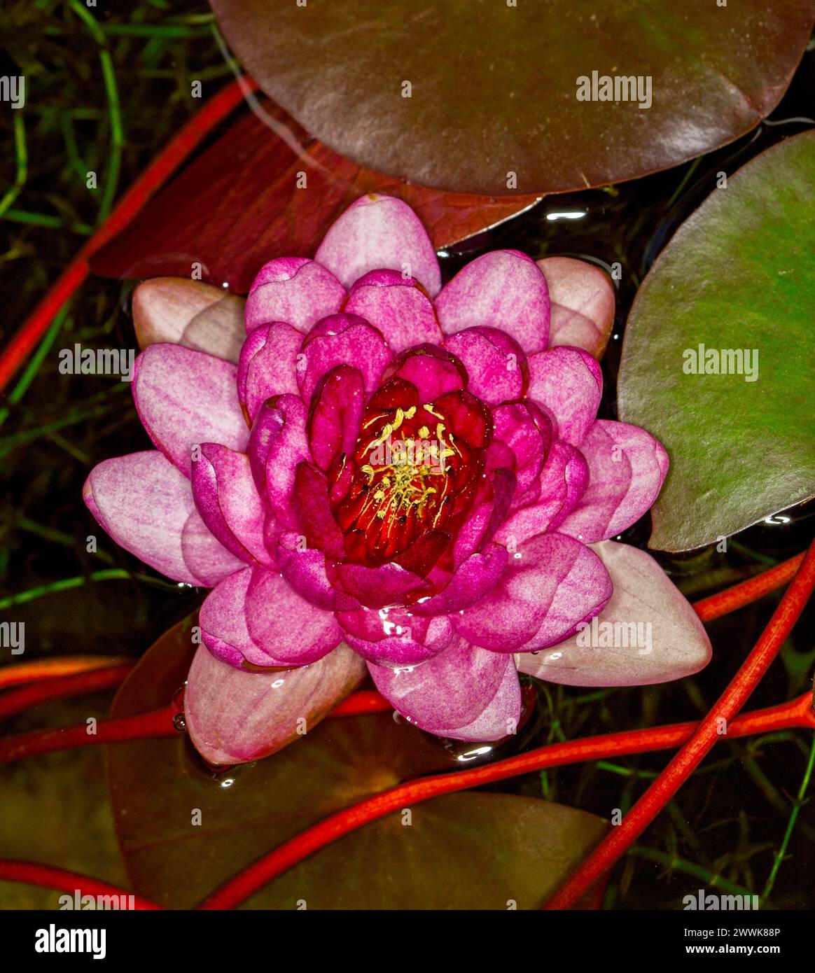 Spectacular red flower of miniature hardy waterlily, Nymphaea species ...