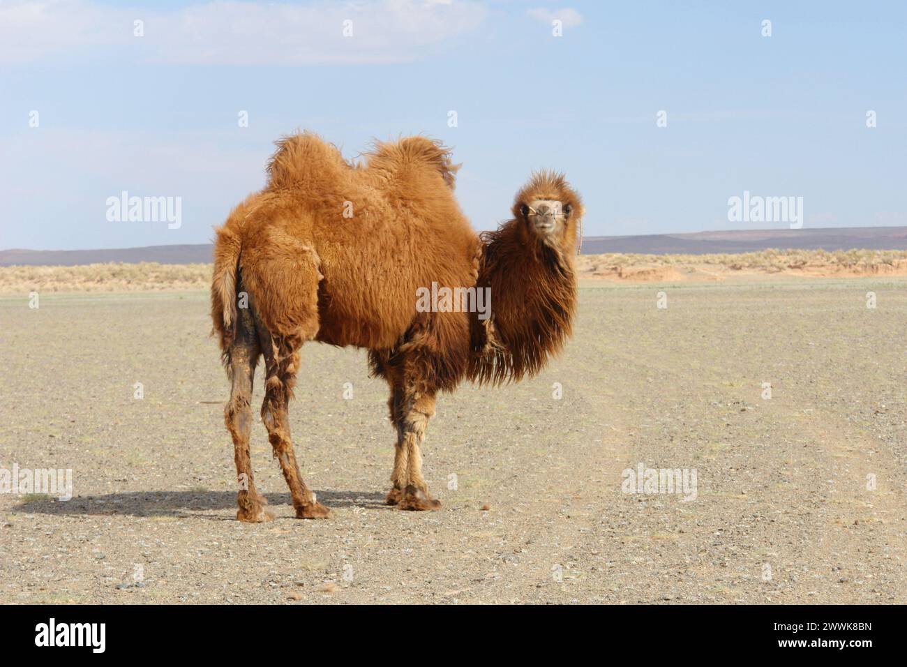 The Bactrian camel in Mongolia Stock Photo - Alamy
