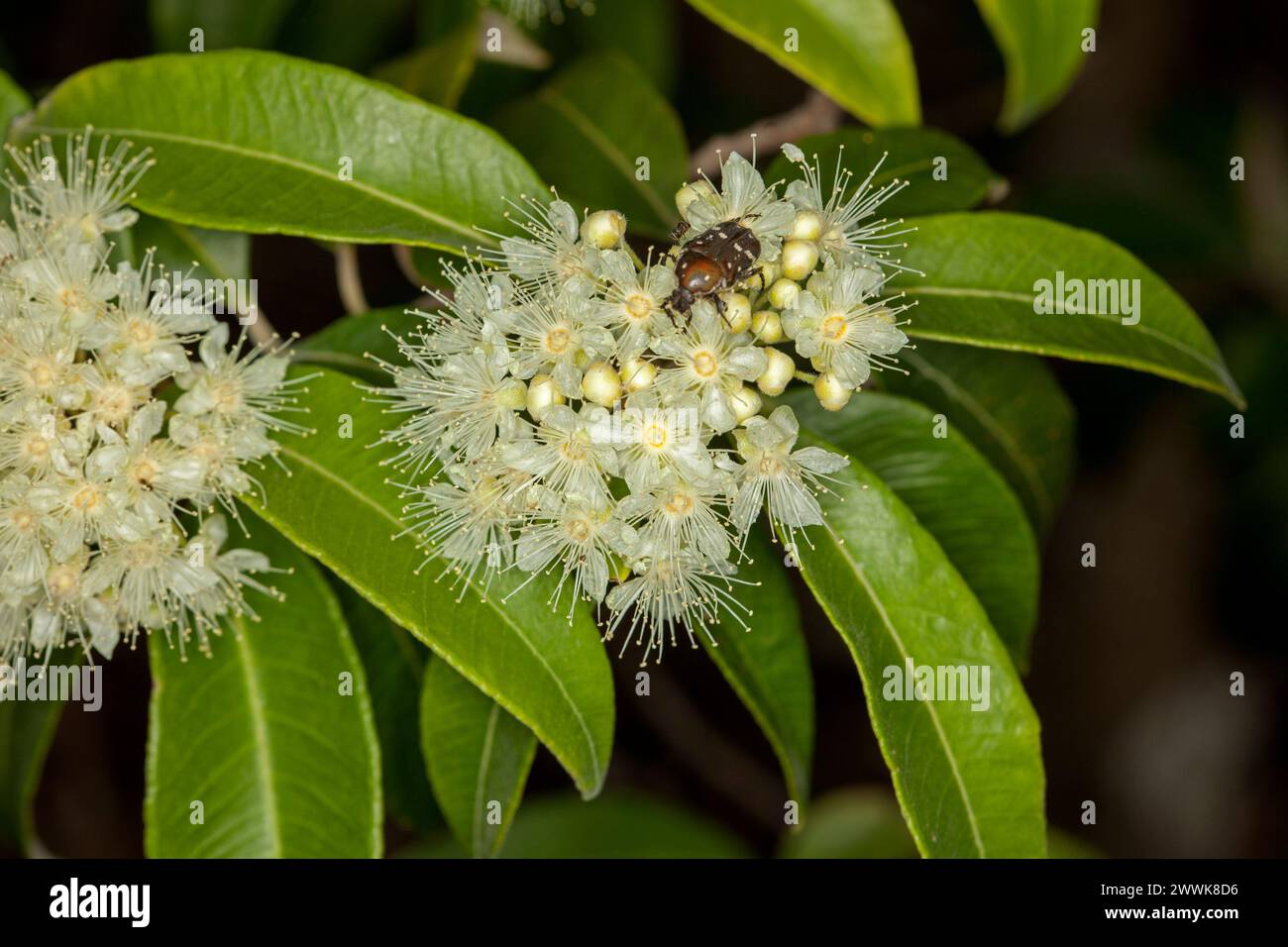 Clusters of fluffy cream coloured flowers and green leaves of ...